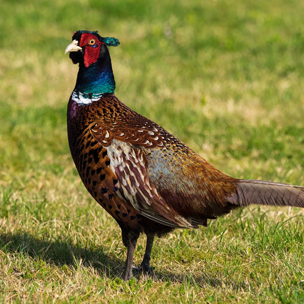 Old Stone Vets - a truly mixed veterinary practice in the North Penines