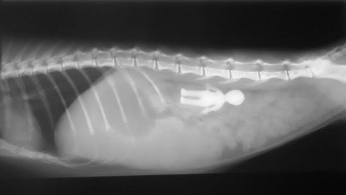 Foreign body ingestion in dogs - Old Stone Vets